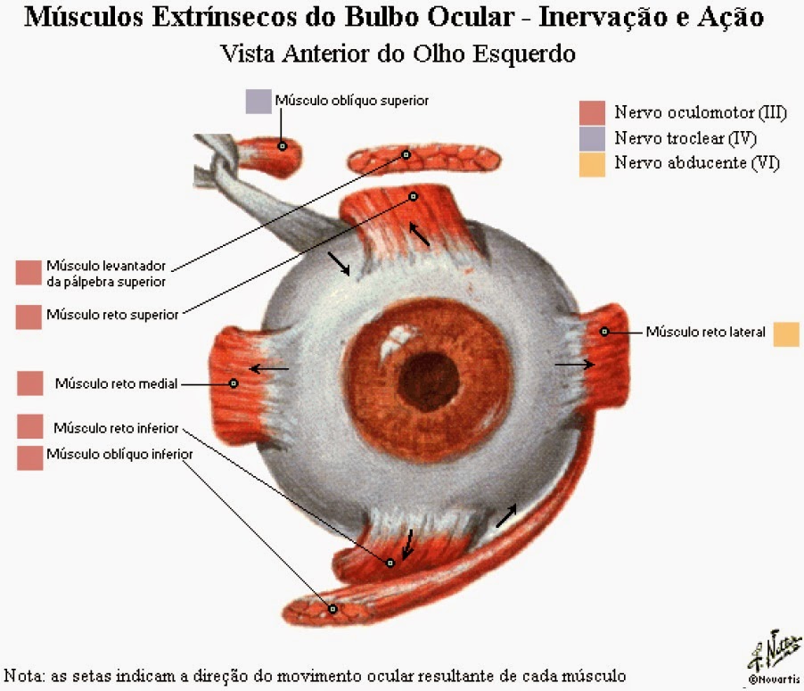 Medicina InFormaL: Olho - Visão Anatômica - Parte 1 - A Órbita