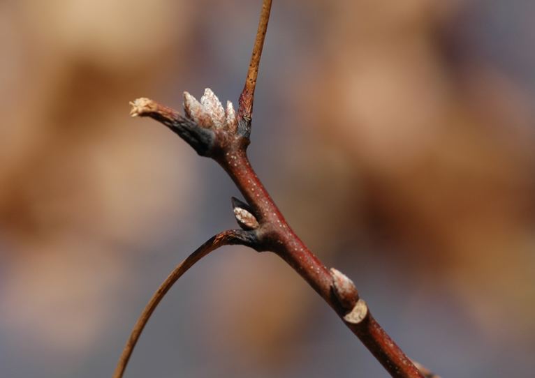 Field Biology in Southeastern Ohio: Oaks of Ohio