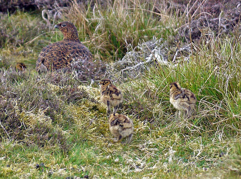 CABINET OF CURIOSITIES: Red Grouse chicks