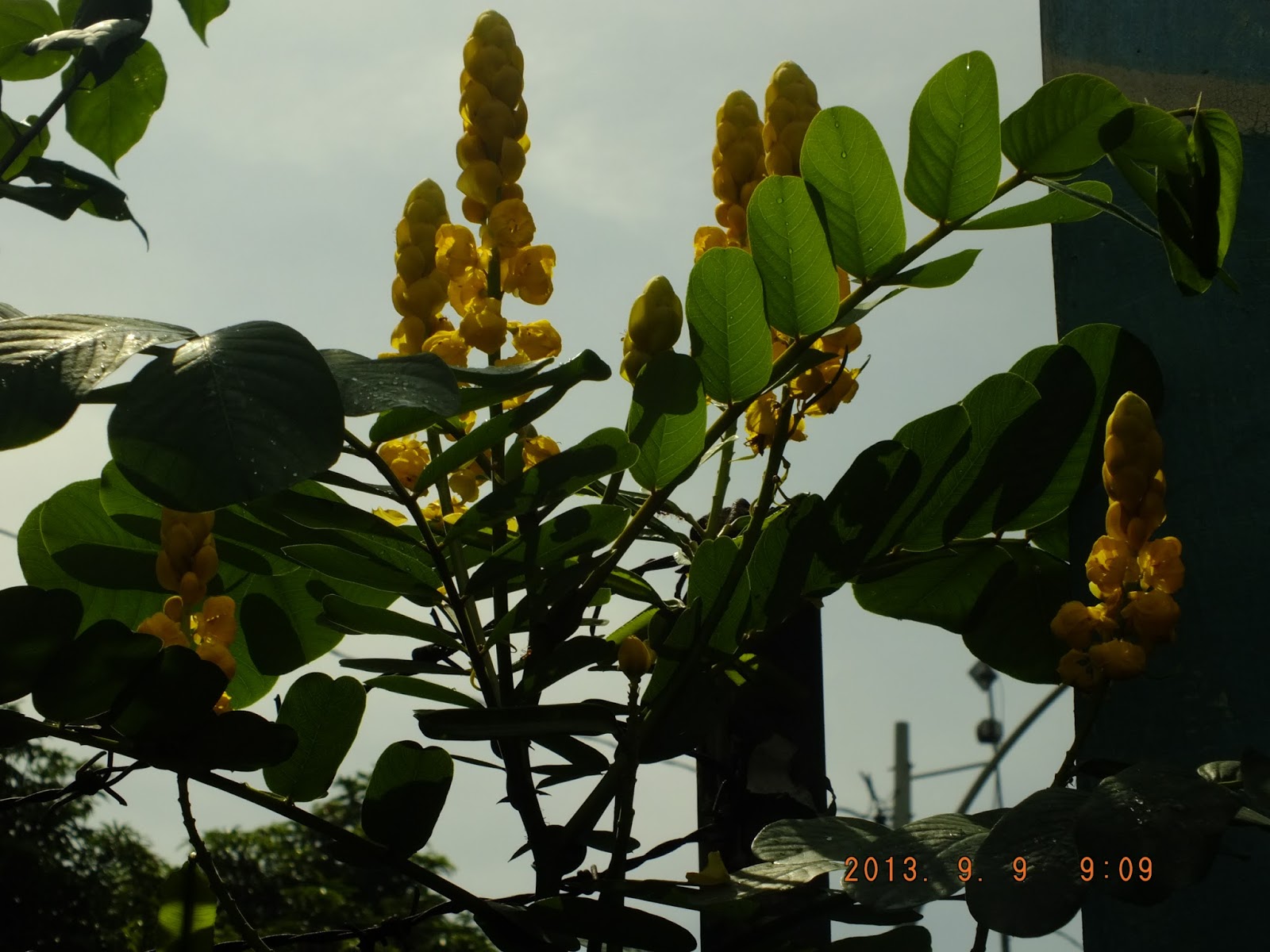 Photography with Dr. Ernie.: Acapulco plant flowers