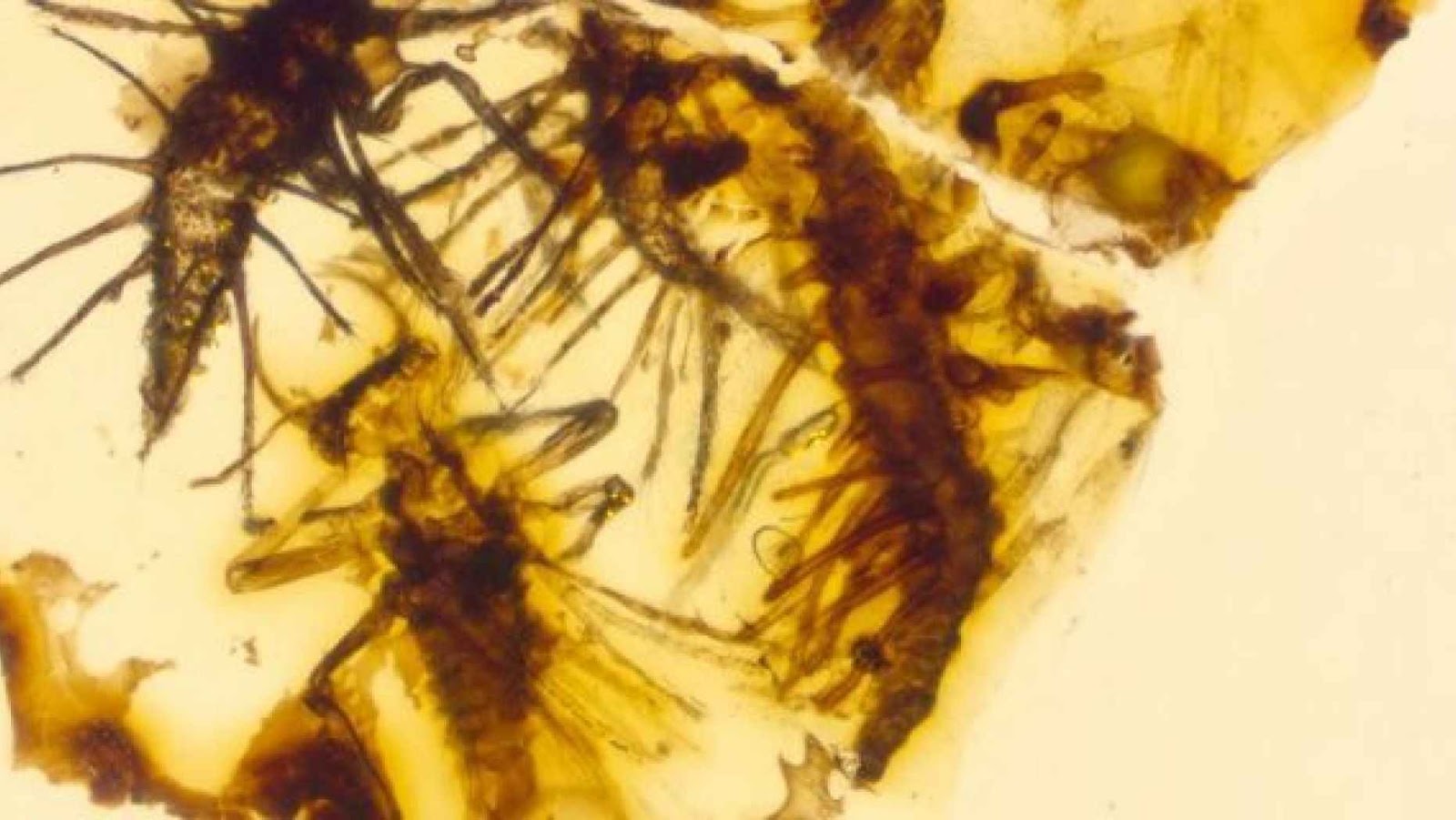130-million-year-old Insects Trapped in Amber Right When They Were Born ...