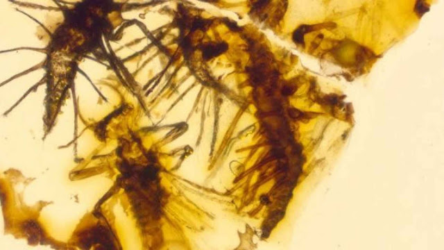 130-million-year-old Insects Trapped in Amber Right When They Were Born ...