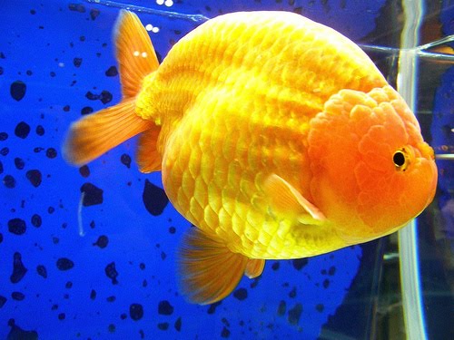 Freshwater, Salt Water Aquarium Fish Tips: May 2011
