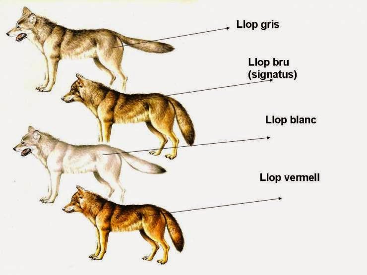 La cucala educativa: En compañía de lobos