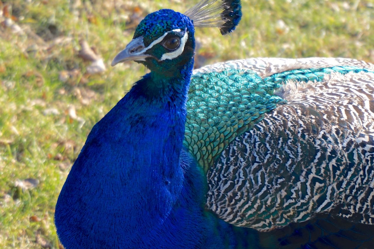 Frische Brise: Der Pfau