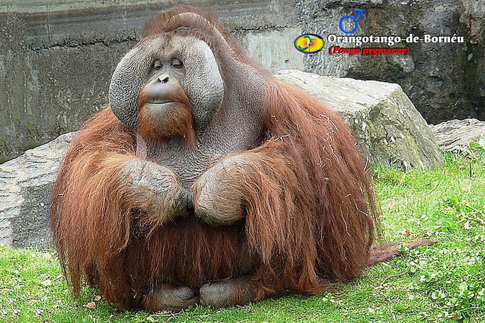 Zoologia: Orangotango-de-Bornéu (Pongo pygmaeus)