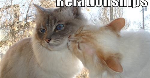 Growth Mindset & Feedback Cats: Relationships require effort.