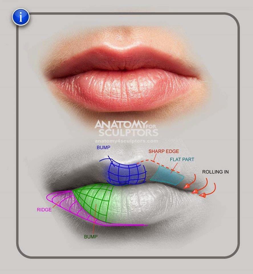 Pin on drawing anatomy