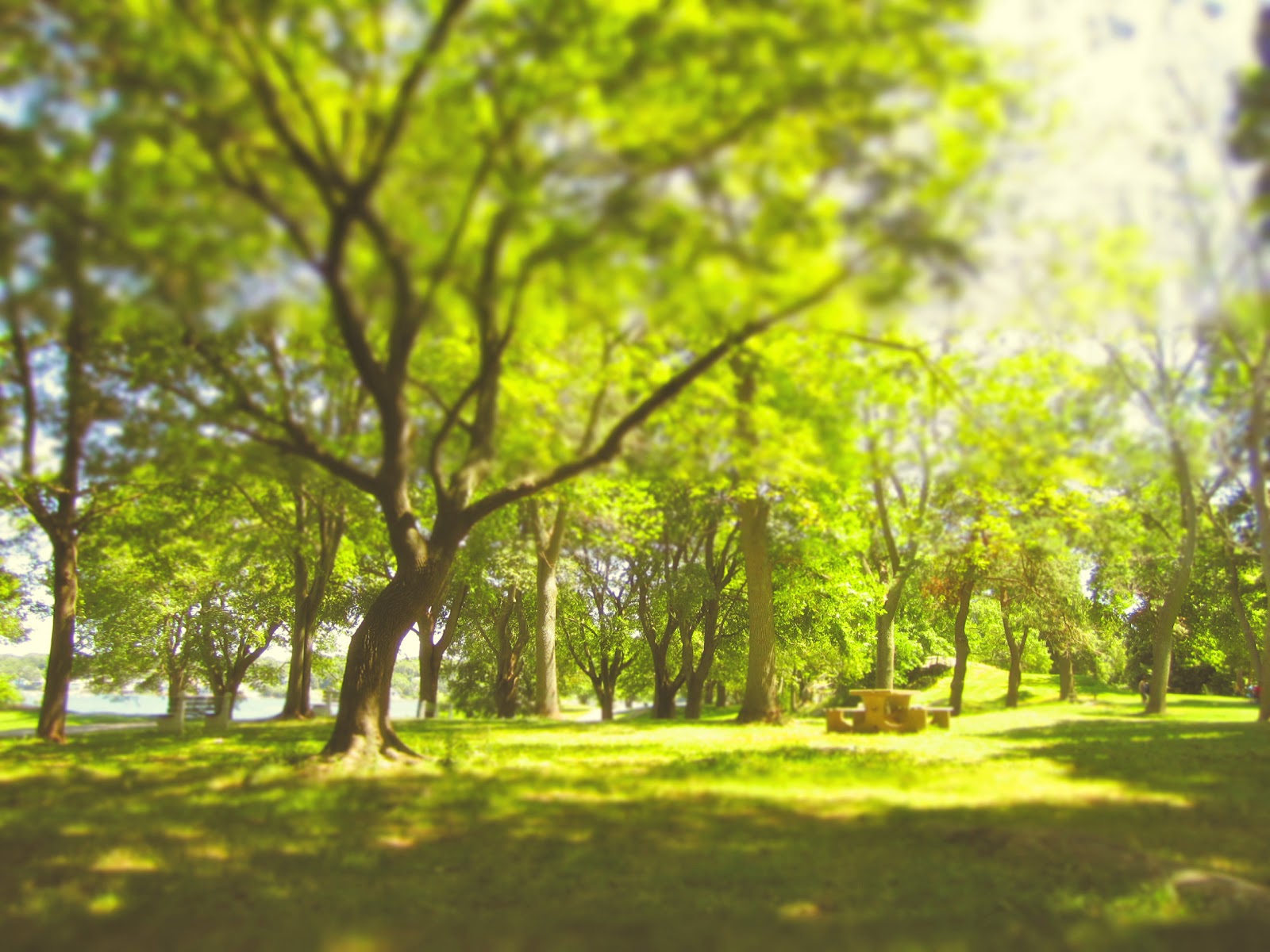 kjhp photography: august break ~ forest river park ~ salem ma