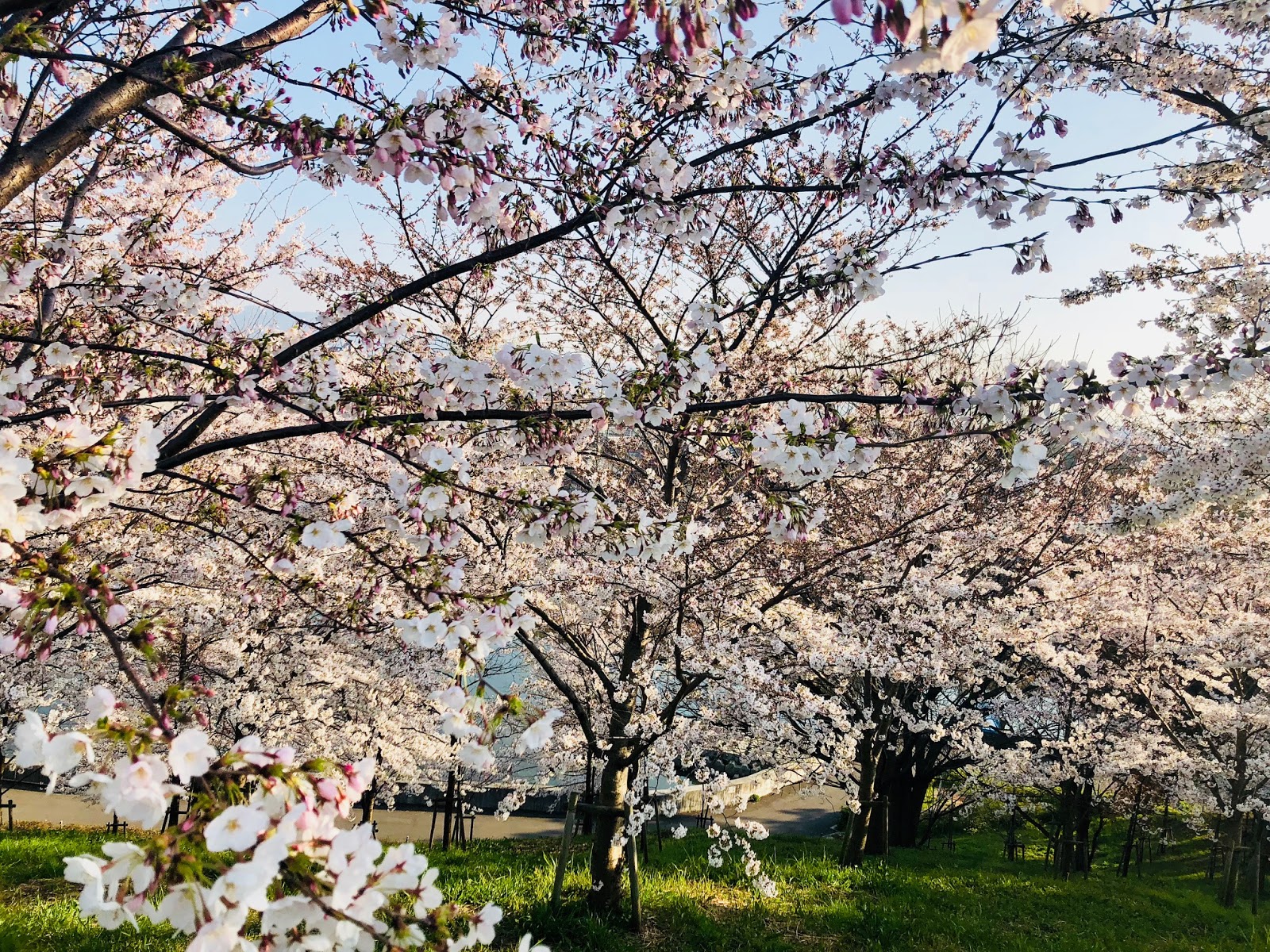 Hanami...the Epitome of Japanese Spring