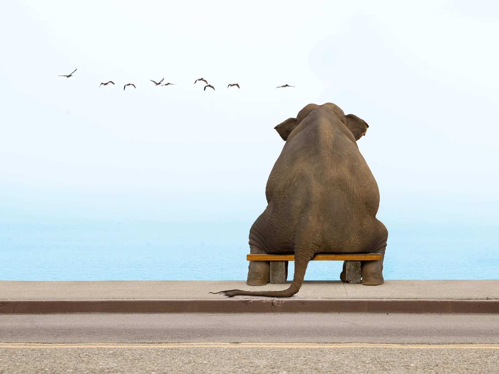 Fotos de elefantes caminando por el Africa