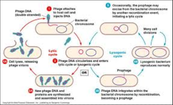 REPLIKASI/REPRODUKSI VIRUS ~ MATERI DAN SOAL IPA UNTUK SMA
