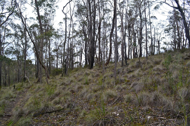 Goin' Feral One Day At A Time: Enfield Forest, Enfield State Park ...