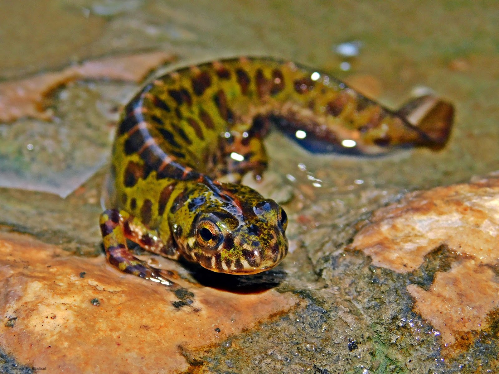 Sargantanes i Dragons: Triturus pygmaeus - Tritó pigmeu