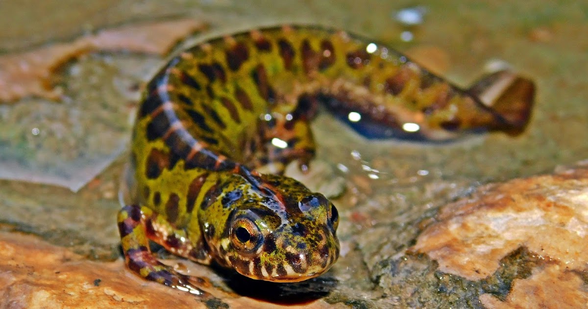 (Paleo-)Herpetología: Triturus pygmaeus - Tritón pigmeo