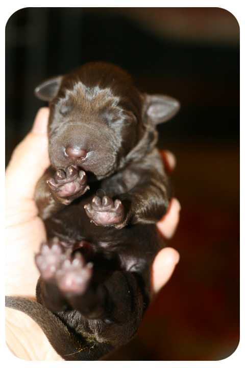 Newborn Chocolate Lab Puppies