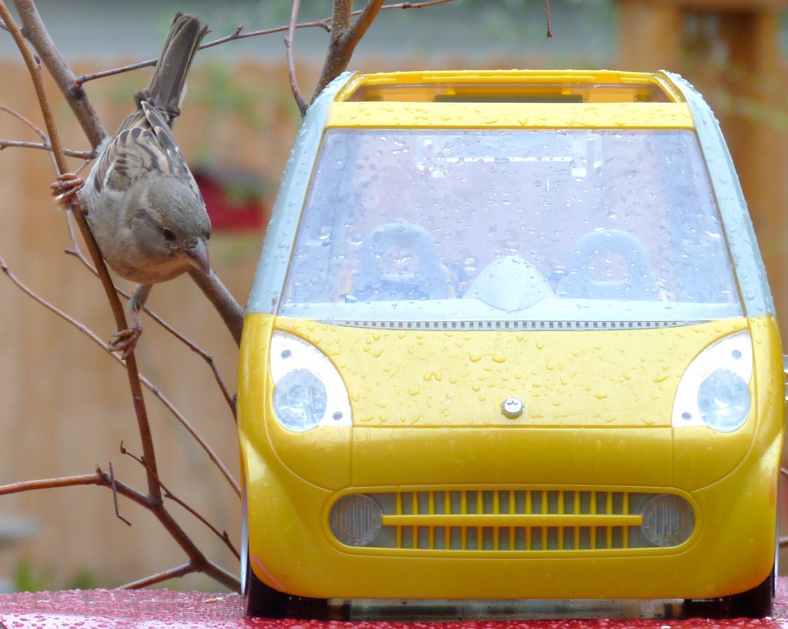 Minneapolis Backyard Birds - Jeanasina's Crazy Stuff: Car Salesman at a ...