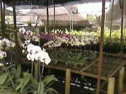 Taman Mini Indonesia Indah(TMII) di Jakarta: Taman Anggrek