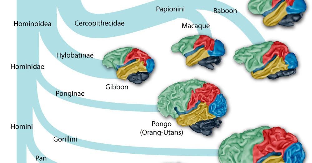 Desafiando a Nomenklatura Científica: O tamanho de cérebro de primatas ...