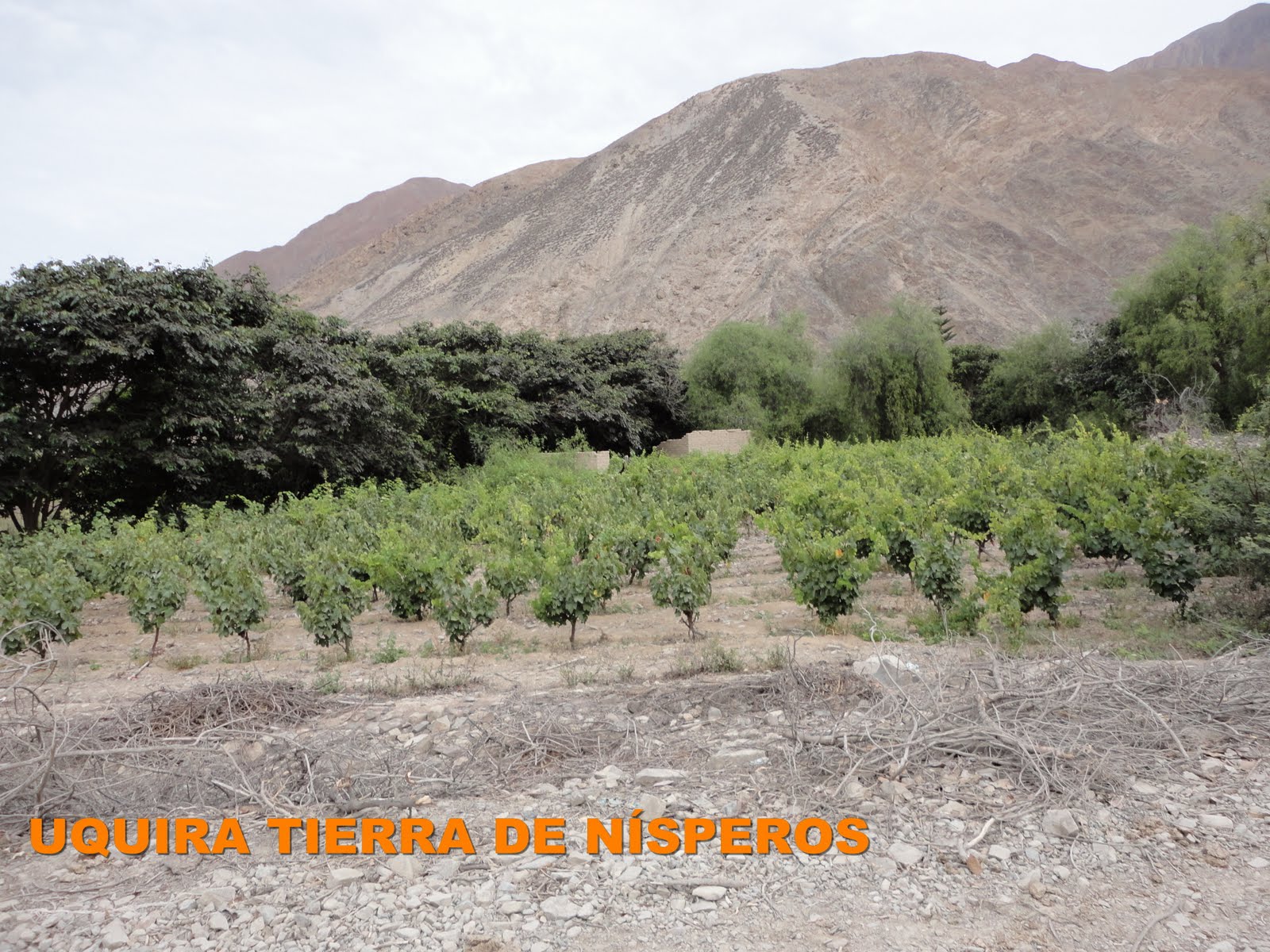 UQUIRA TIERRA DE NÍSPEROS: CAMINATA DE UQUIRA A LA YESERA