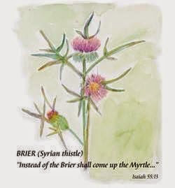 Emmaus Road Ministries: The Cypress And The Myrtle: Tree Series Part 5 of 7