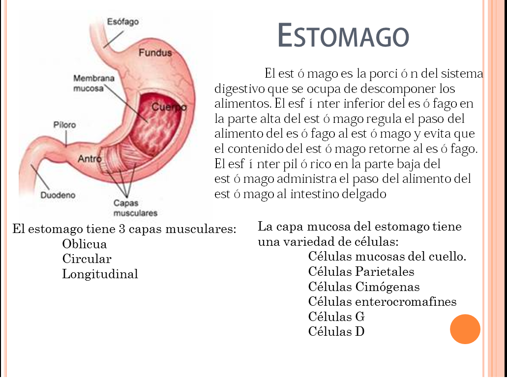 Fisiologia Medica : Sistema Digestivo