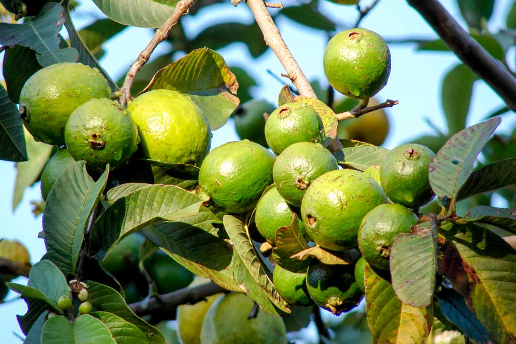 SAMPUNG HALAMANG GAMOT AYON SA DOH, ATING TUKLASIN - Plants and Pillars