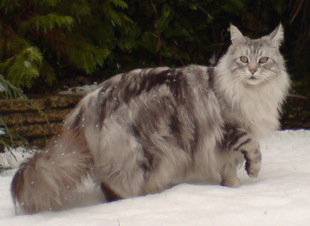 Maine Coon | The Life of Animals