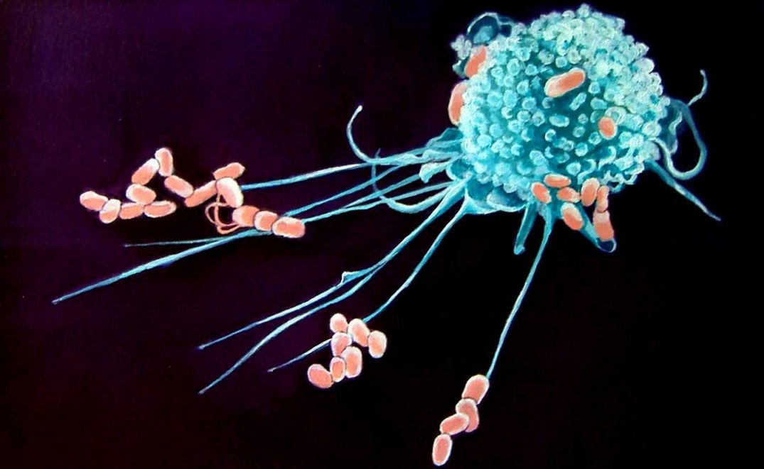 La respuesta inmune frente a la infección viral - Biología