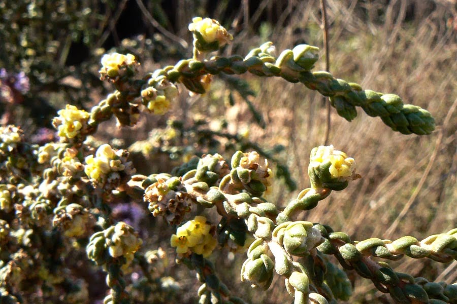 Wildflowers of Andalucia: Thymelaea hirsuta