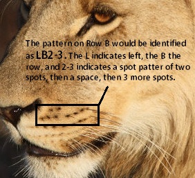 wildfolio: Lion Identification (Part 1 - Whisker Spots)