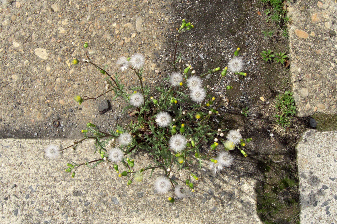 Picture of the Week: The Resilience of Dandelions