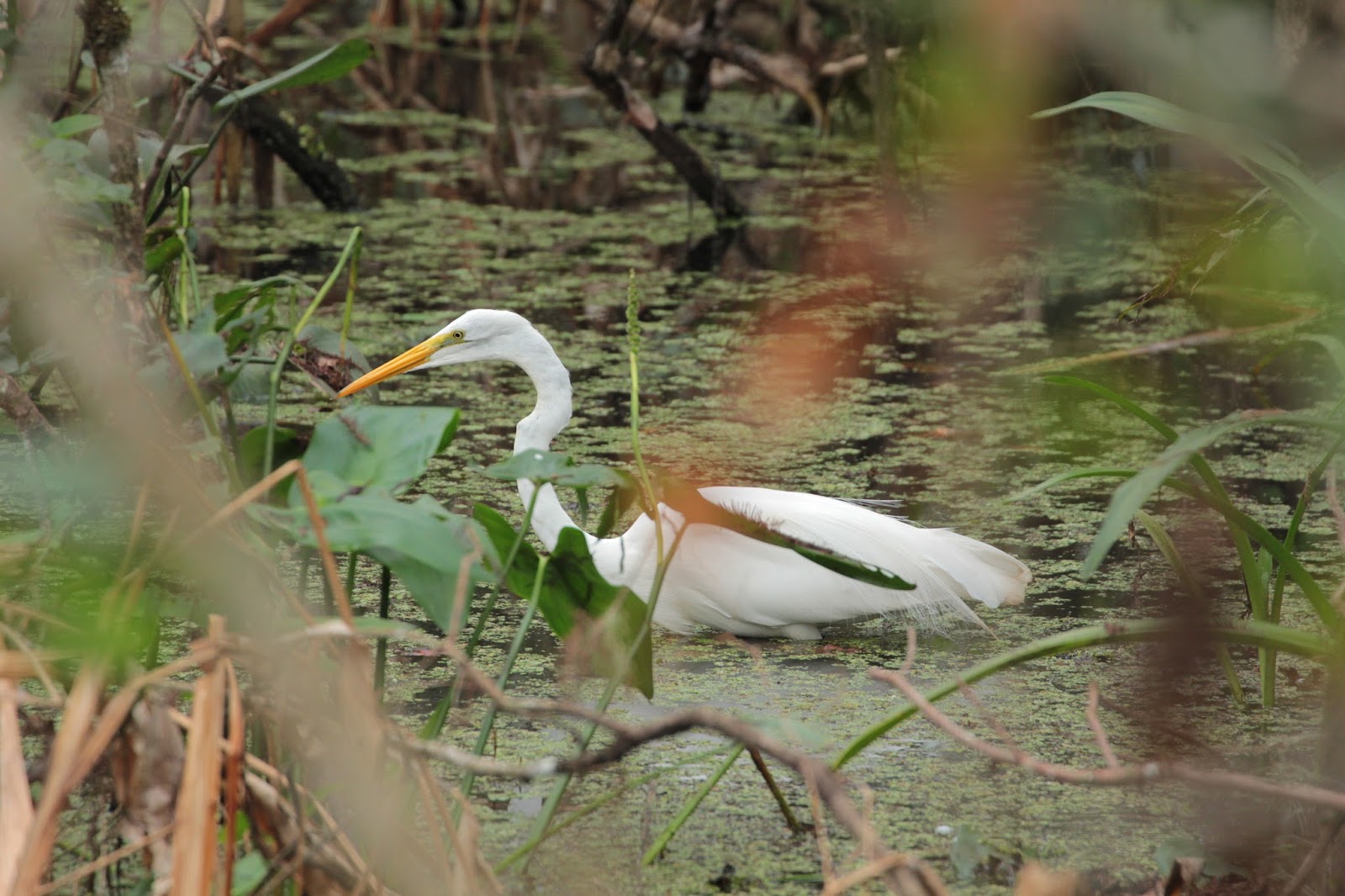 Southwest Daily Images: Birds of the Corkscrew Swamp Sanctuary