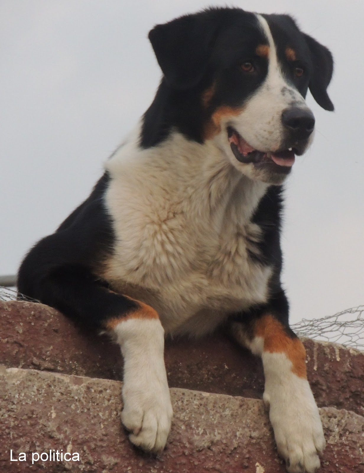 La politica es la politica: The wild dogs of Mexico