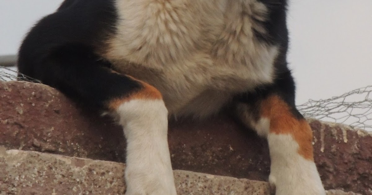 La politica es la politica: The wild dogs of Mexico