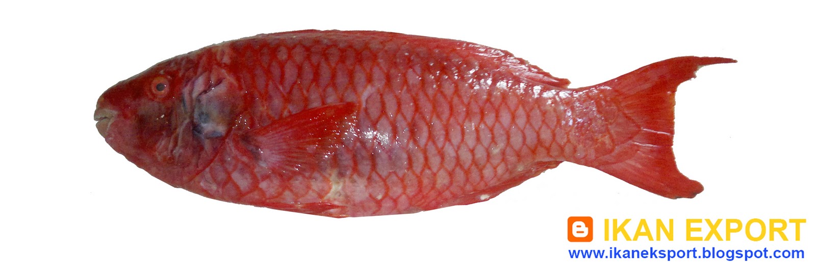 Ikan Eksport: Laccukang | Kakatua | Cio Lau