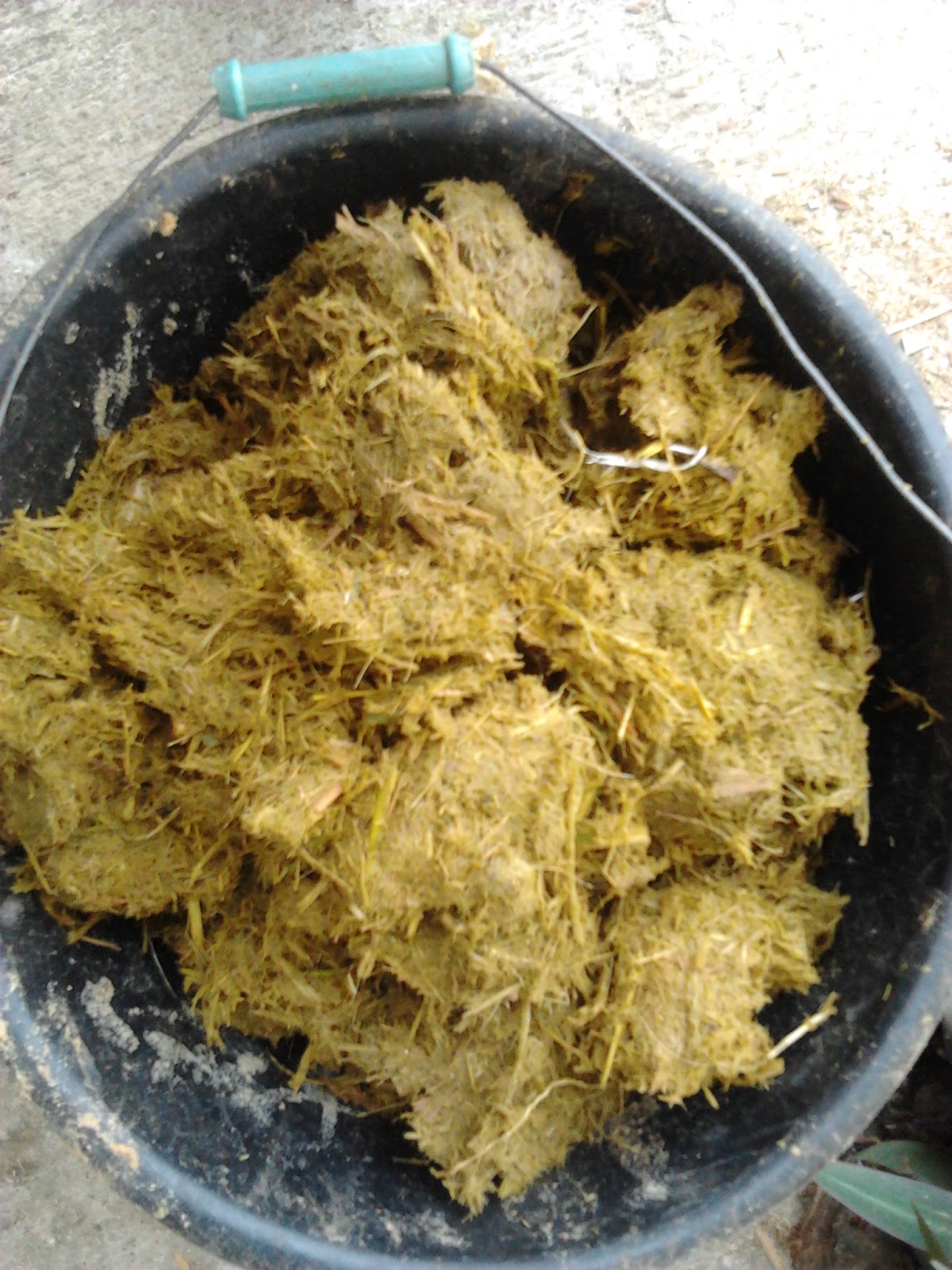 Bebekpekingindo #om telolet om #: Cara Membuat Starter Isi Rumen