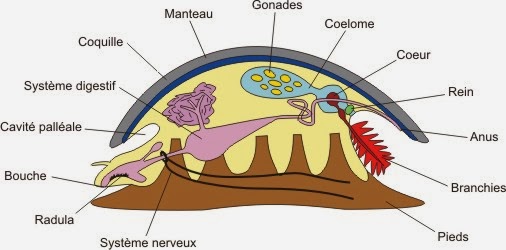 cours de faunistique embranchement des mollusques ~ les-coures