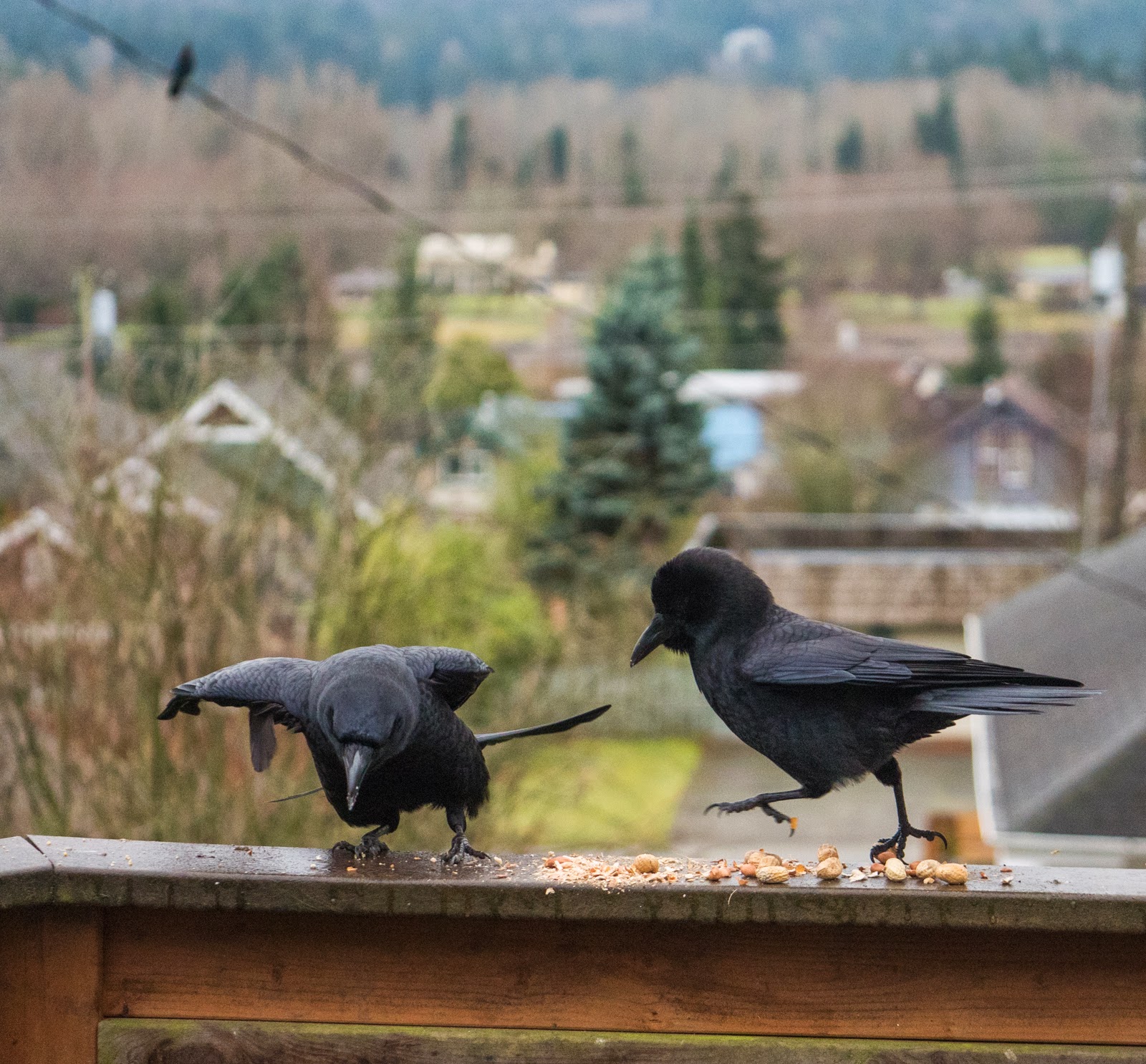 Chaikins of Bellingham: Crow Fight