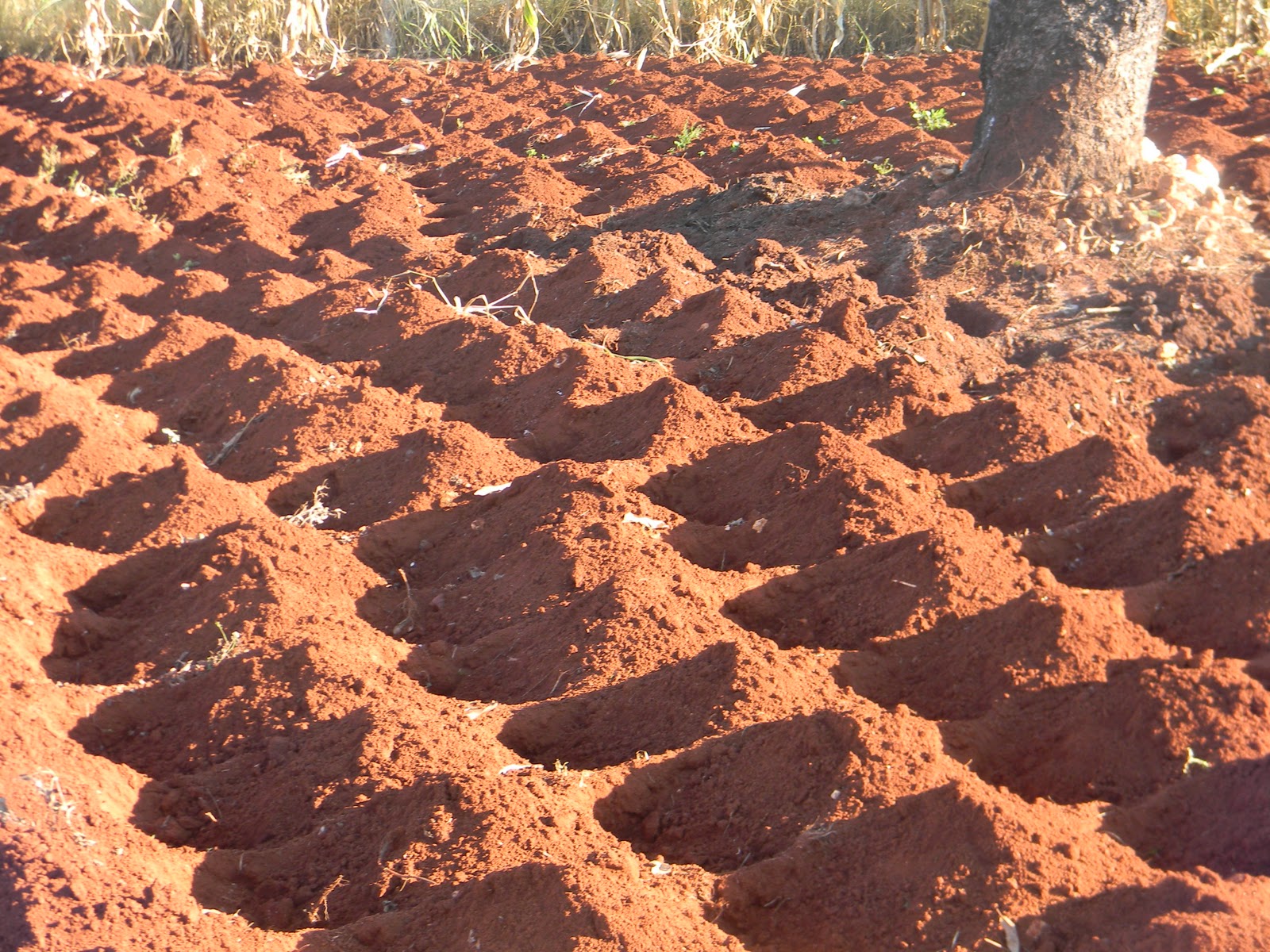 Jamaican Farming Experience: Jamaican Farming Experience
