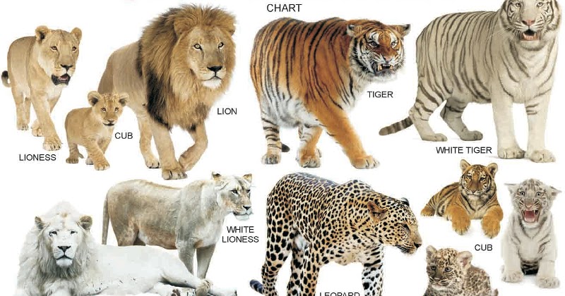 Supernova之家: 貓科動物( Felidae)-2015