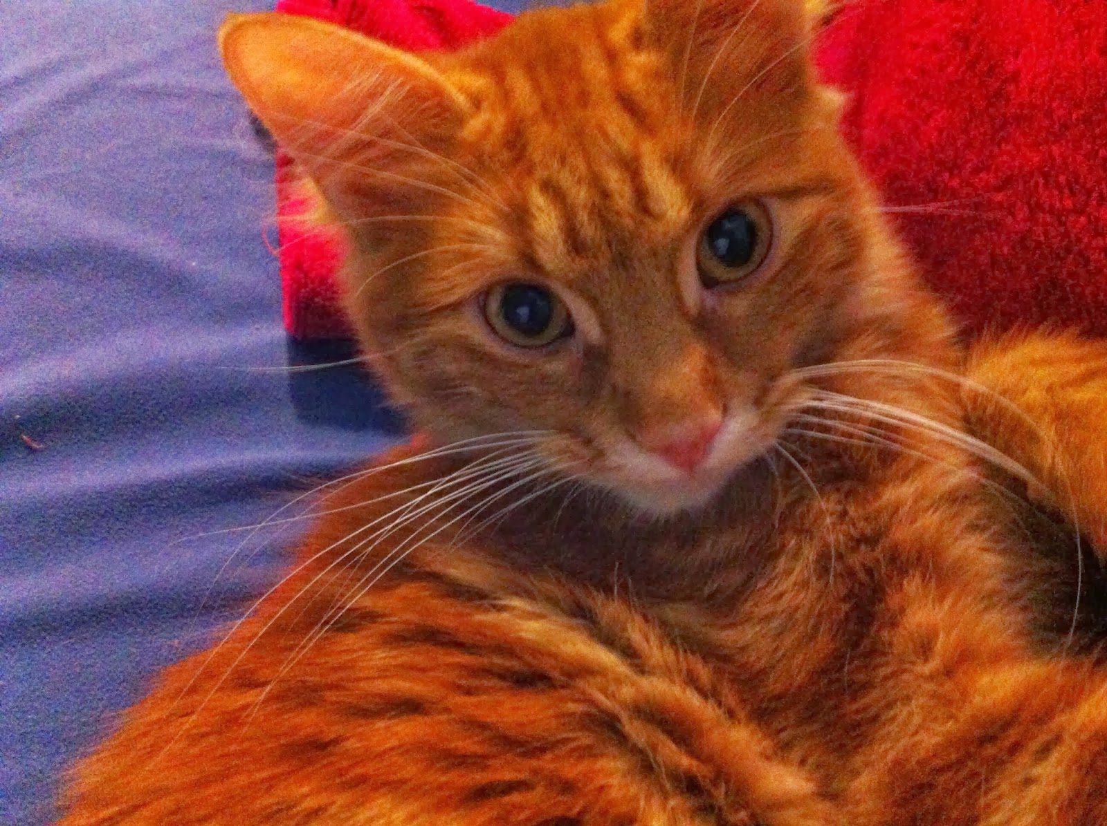 El Rincón goloso de Bubi: enero 2014