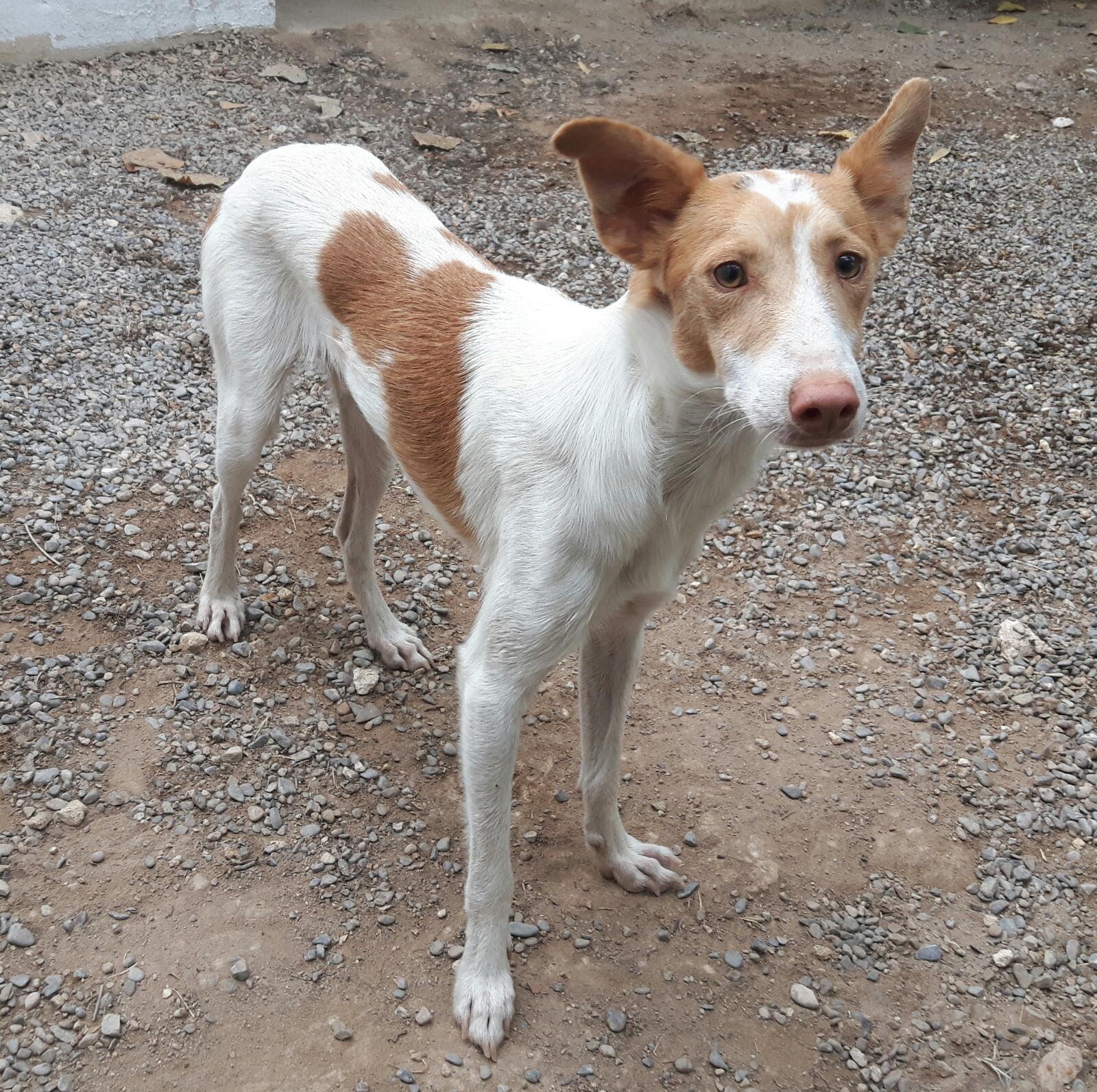 CASOS URGENTES EN PERRERA: Ponche