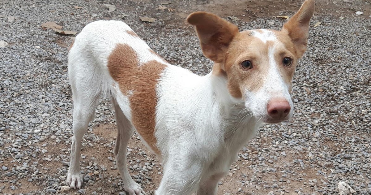 CASOS URGENTES EN PERRERA: Ponche