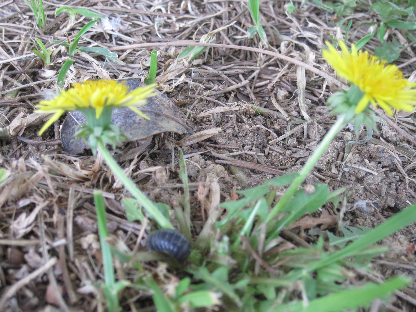 La vida de los animales: Crustáceos