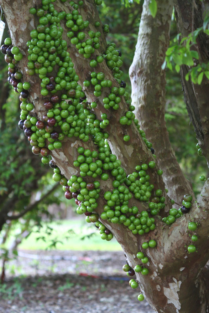 The Rainforest Garden: Snotfruit and Other Delights