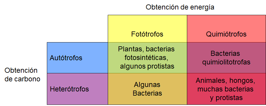 B.log.ia 2.0: Características generales de los seres vivos: el nivel ...