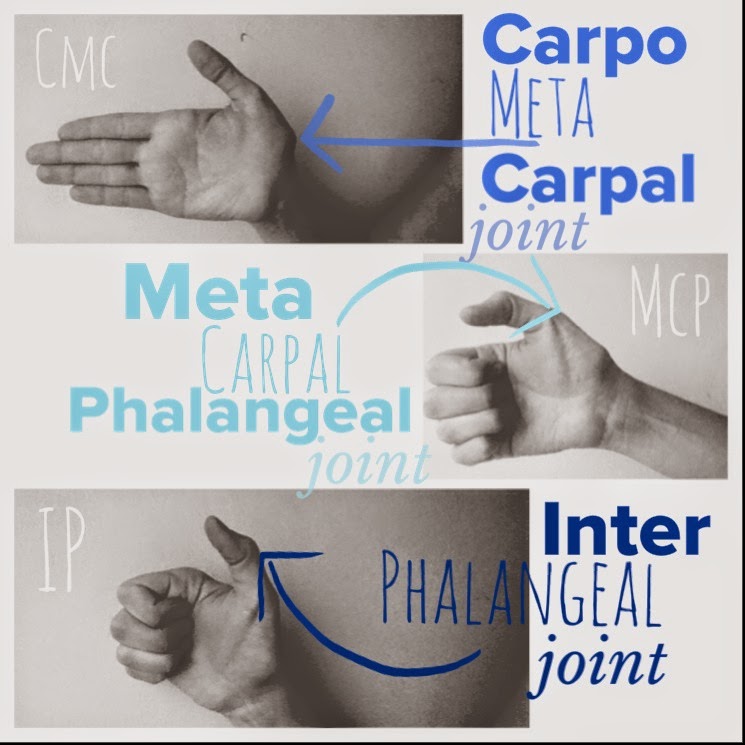 The Hip Joint: Adductor Pollicis (1 of 4 Short muscles of thumb)