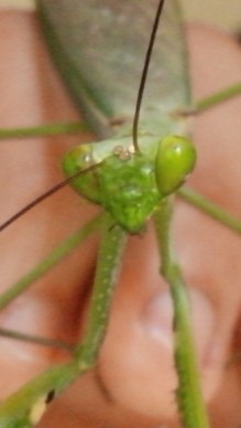 Eu amo Louva-a-deus: Macromantis, o gigante Brasileiro