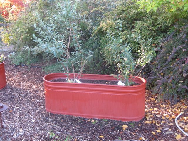 The Farmer Fred® Rant: Blueberries Grow Well in Containers